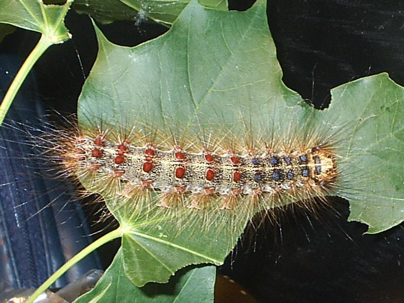 It’s Raining Moths! Invasive Moth Showers Michigan in 2021 | Washtenaw ...